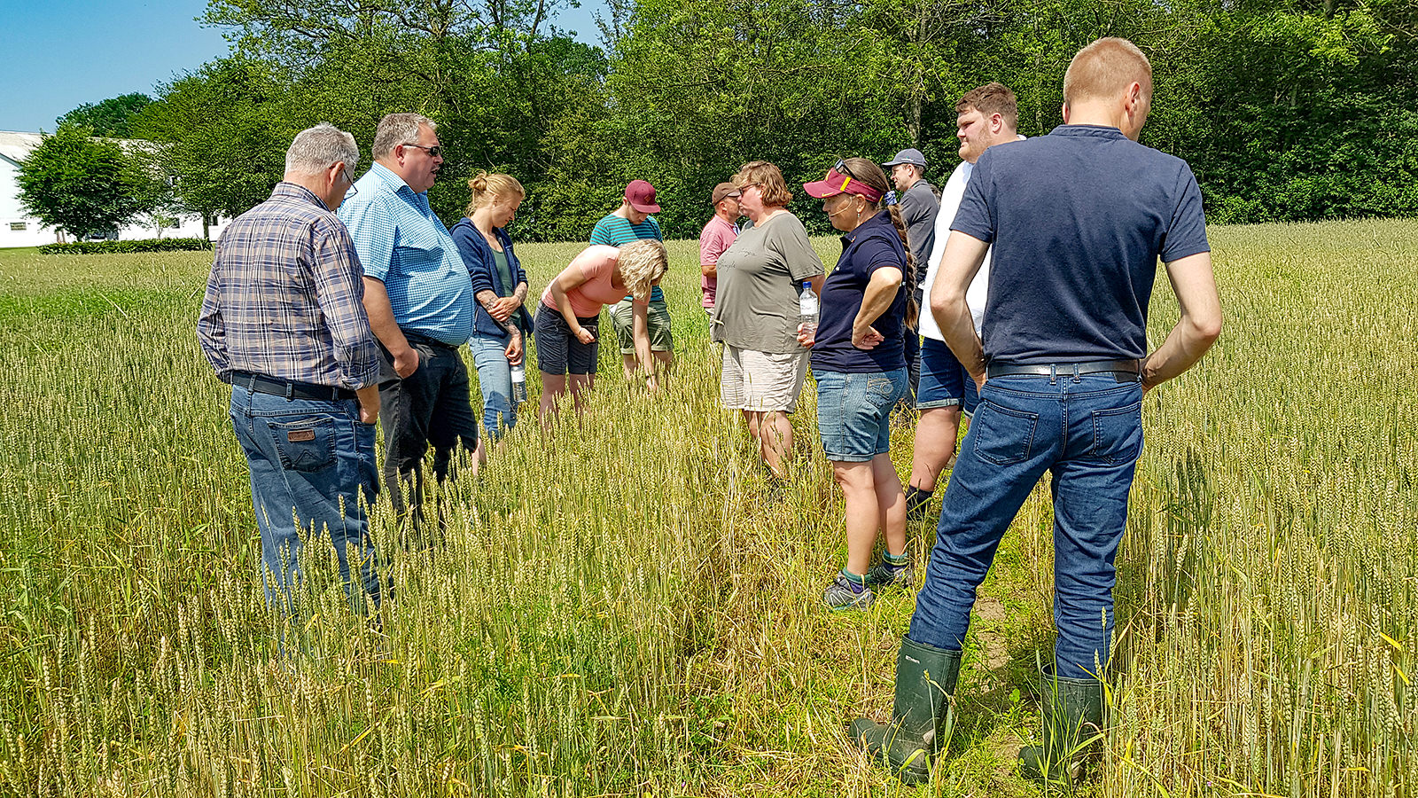 Et sjældent syn i marken | Økologisk - nyt om udviklingen