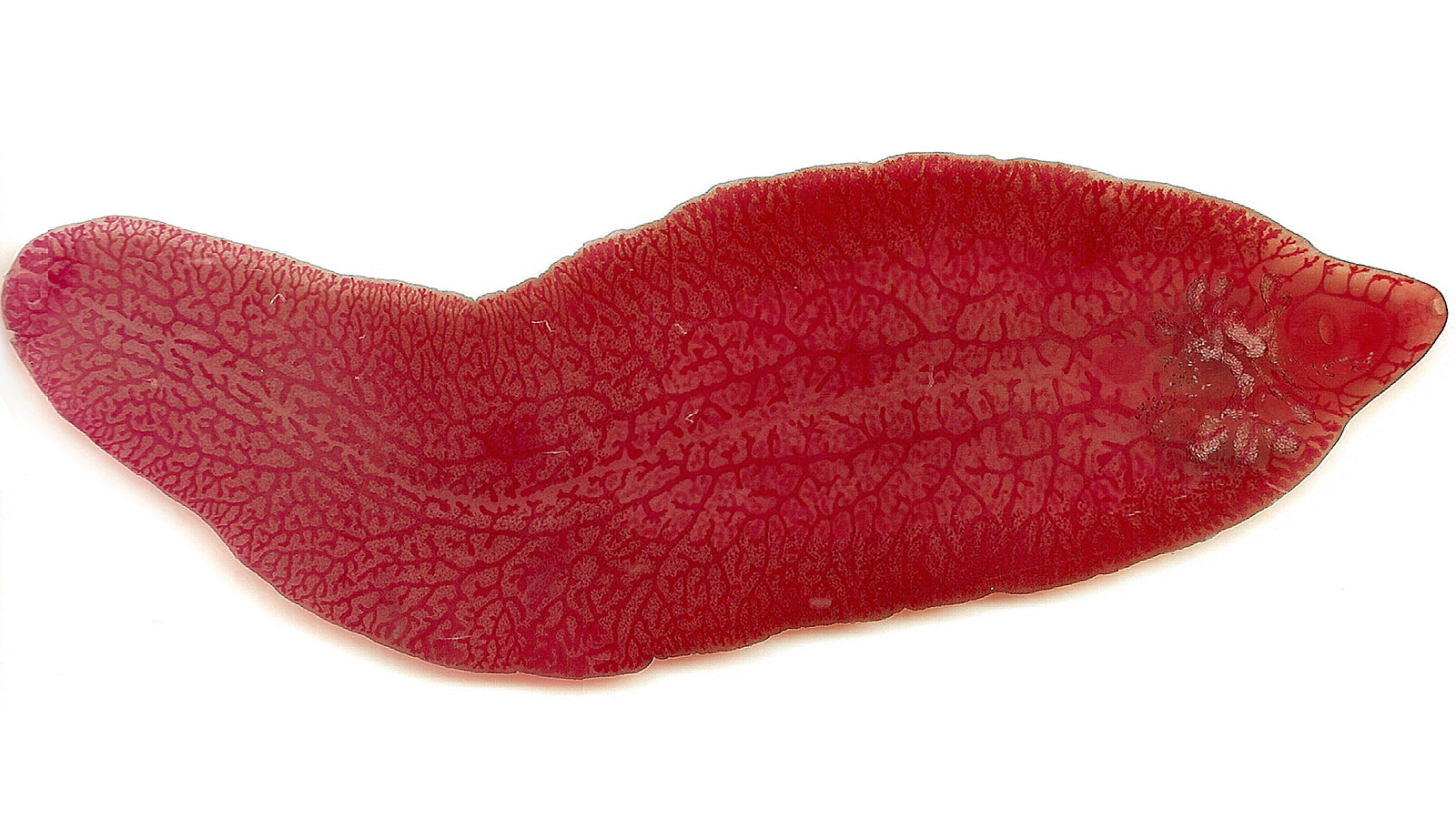 Temadage sætter fokus på naturafgræsningens usynlige fjende | Økologisk ...