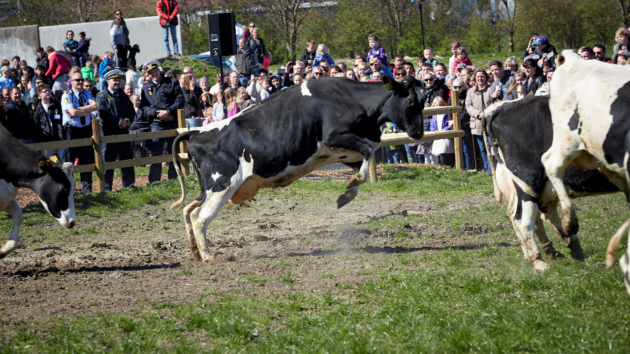 Arla aflyser køernes forårsfest i Sverige | Økologisk - nyt om udviklingen