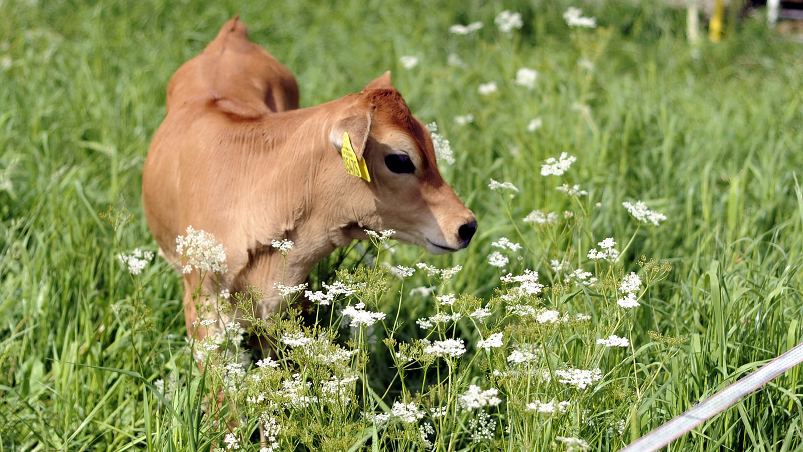 Fravænning af ko og kalv kræver særlig indsats | Økologisk - nyt om ...