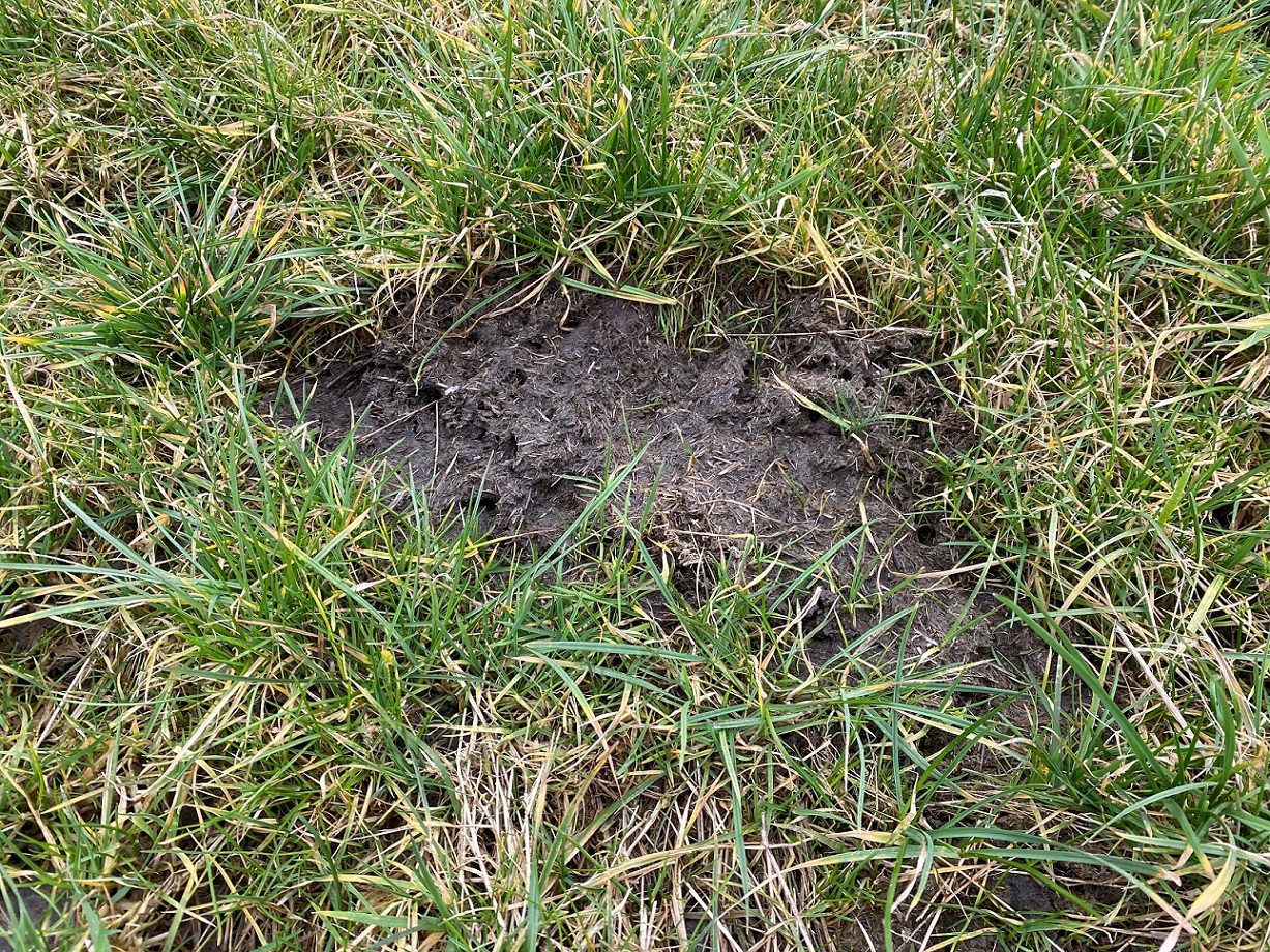 Den økologiske oksekødsproduktion skal kunne levere mere end bare kød ...